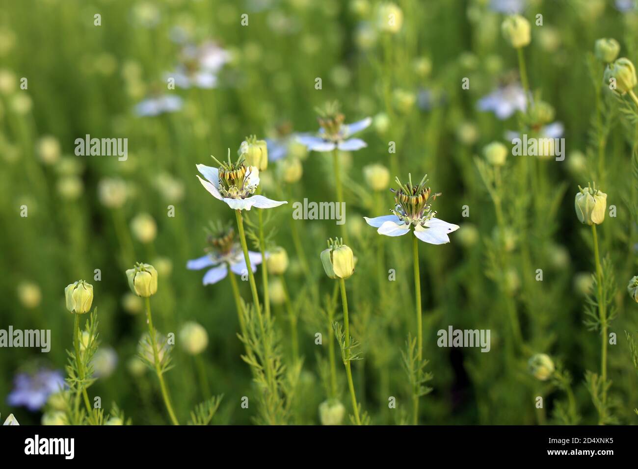 Green black cumin growing on the field with flower Stock Photo - Alamy