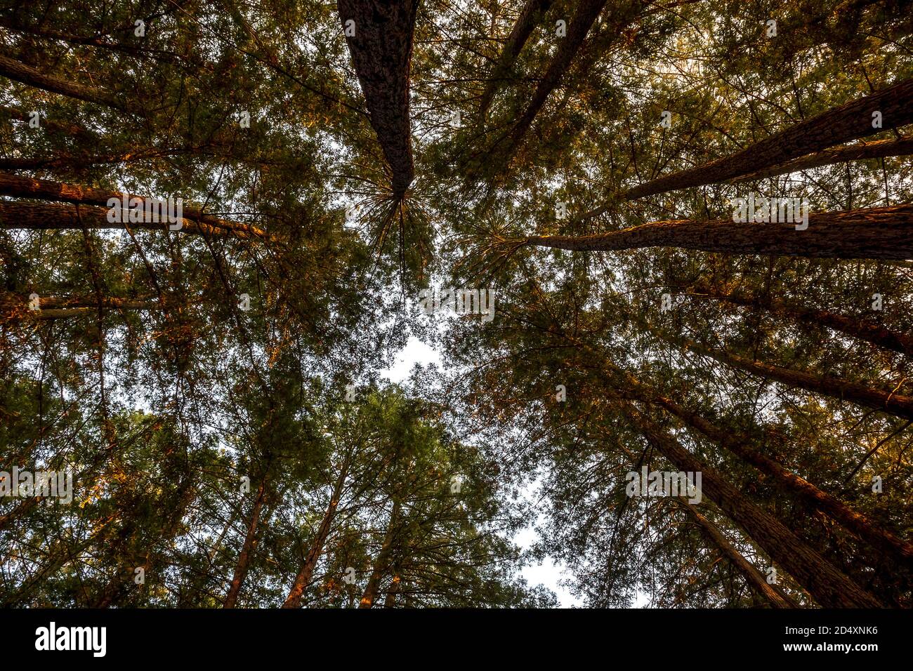 Redwood Forest Landscape in Beautiful Northern California. Mt Madonna ...