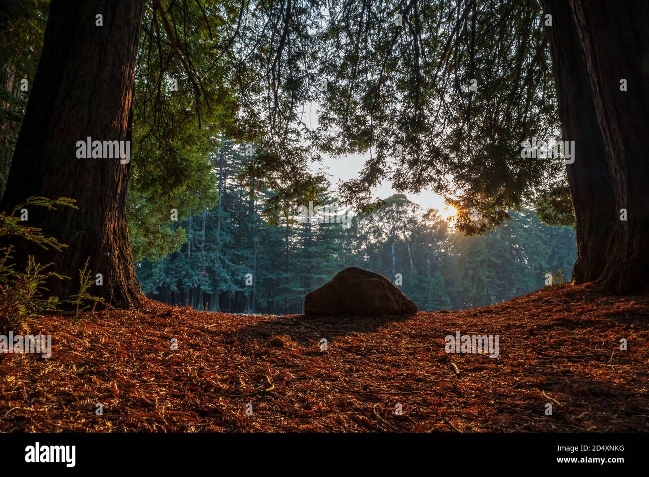Redwood Forest Landscape in Beautiful Northern California. Mt Madonna ...