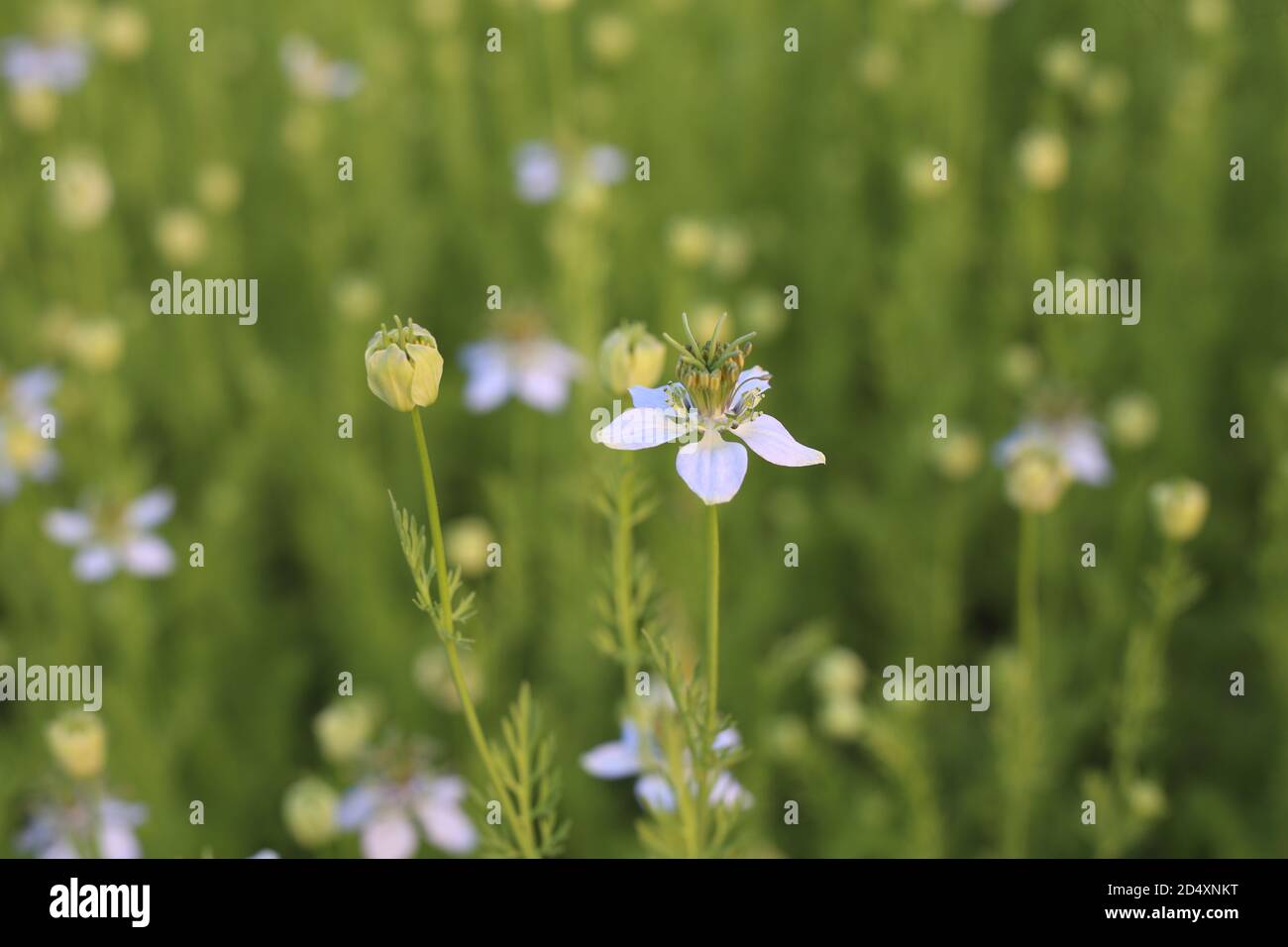 Green black cumin growing on the field with flower Stock Photo - Alamy
