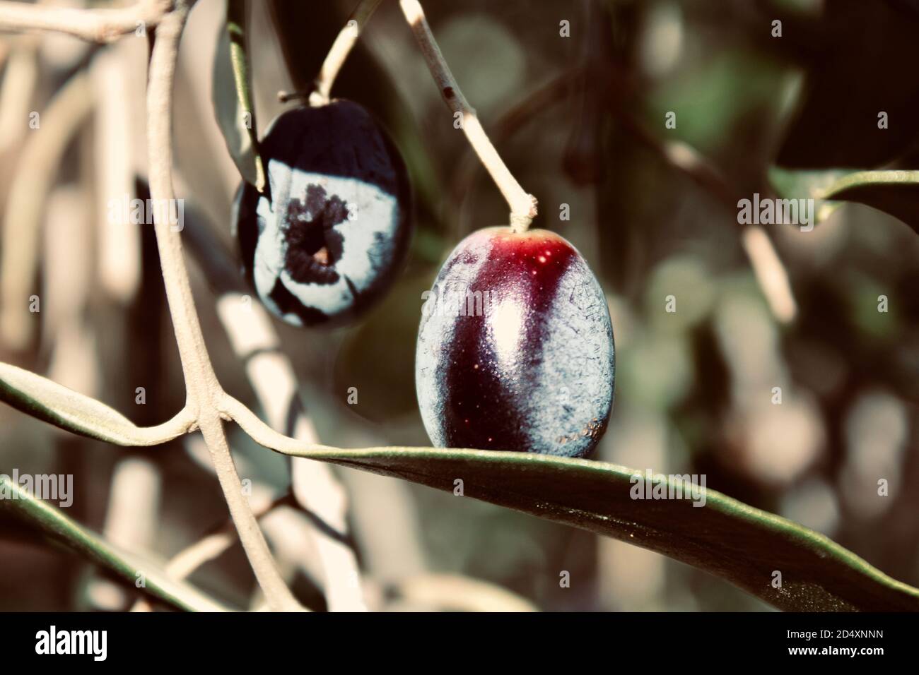 olive fruit on olive plant in rome italy Stock Photo - Alamy