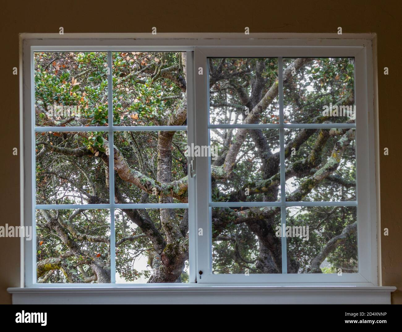 View from the window on the beautiful oak trees in Belmont, California ...