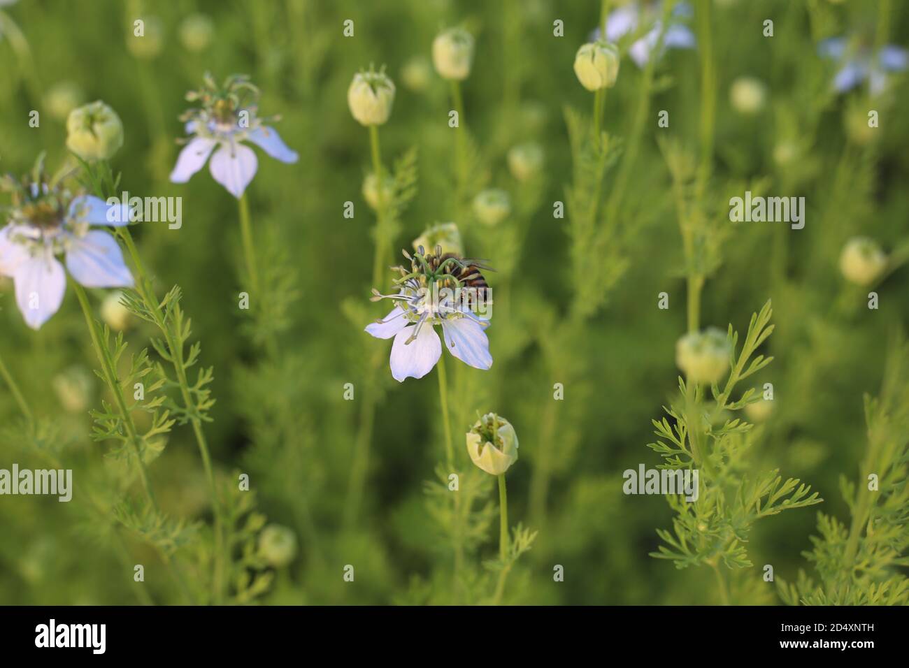 Green black cumin growing on the field with flower Stock Photo - Alamy