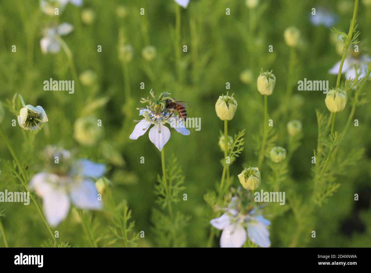 Green black cumin growing on the field with flower Stock Photo - Alamy