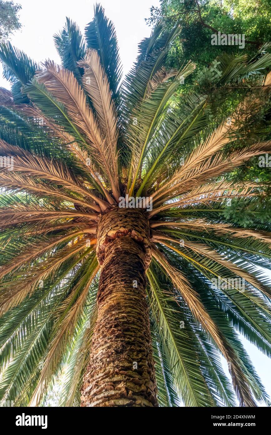 View of the base of a palm tree. Belmont, California Stock Photo - Alamy