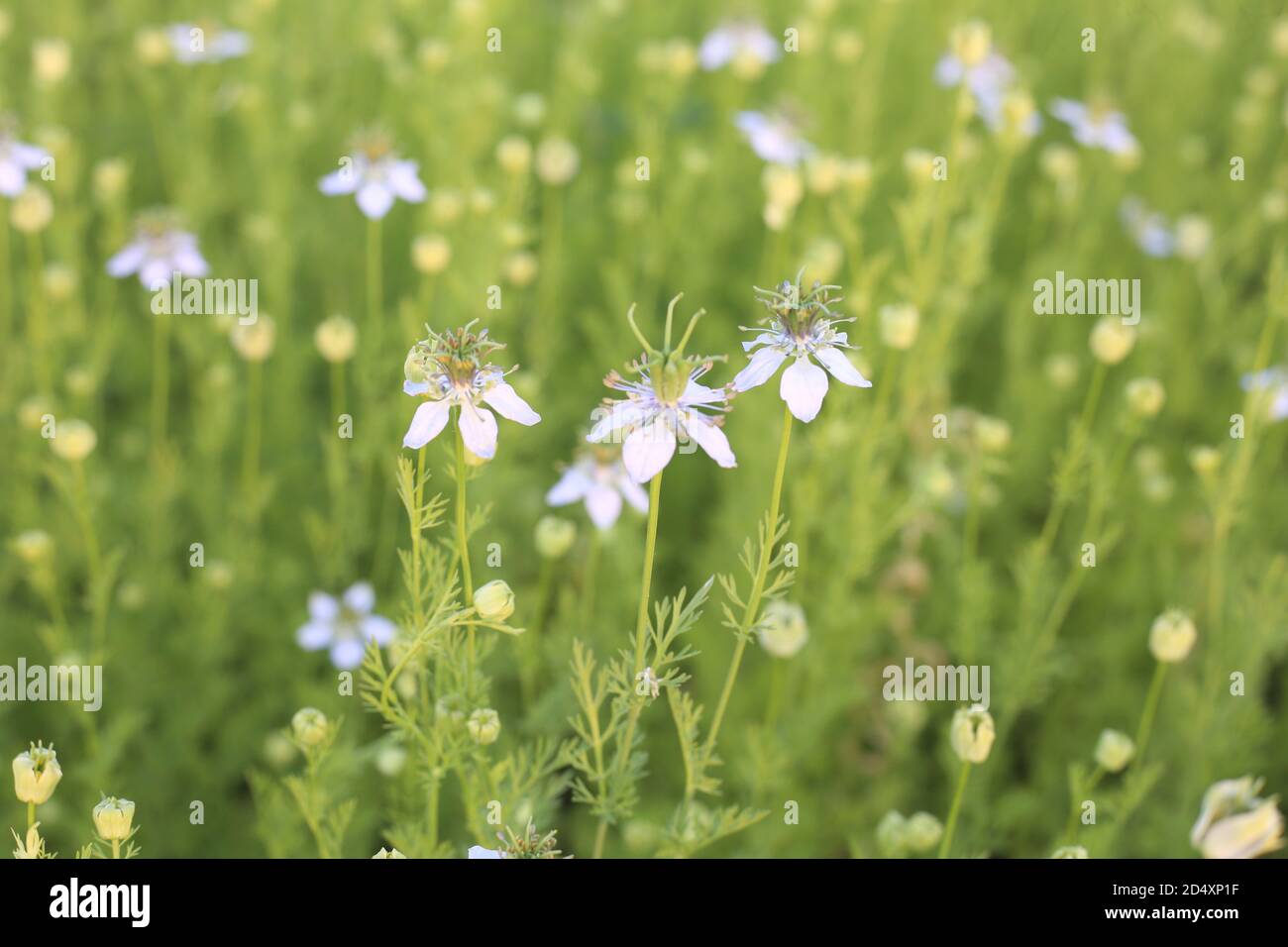 Green black cumin growing on the field with flower Stock Photo - Alamy