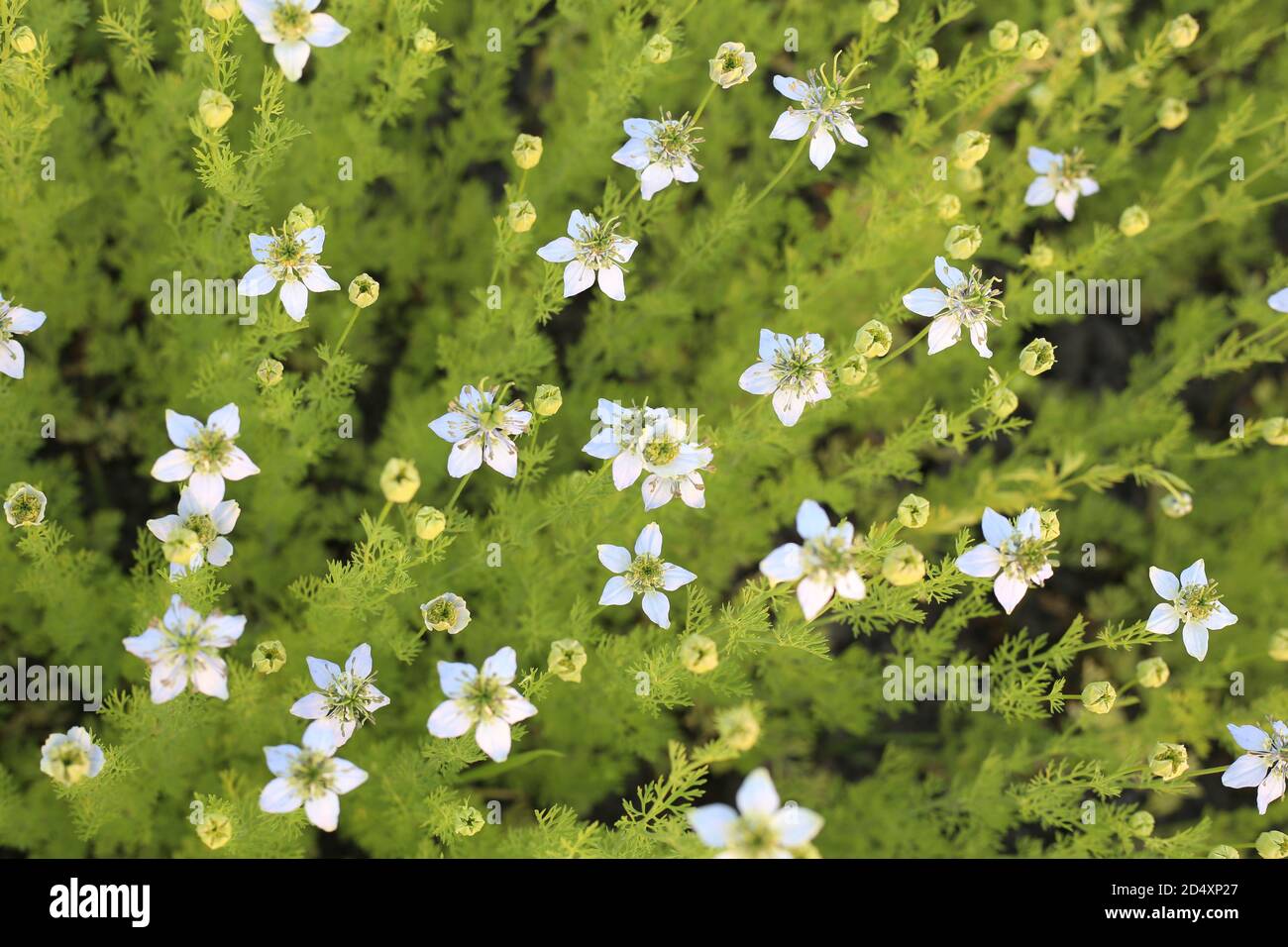 Green black cumin growing on the field with flower Stock Photo - Alamy