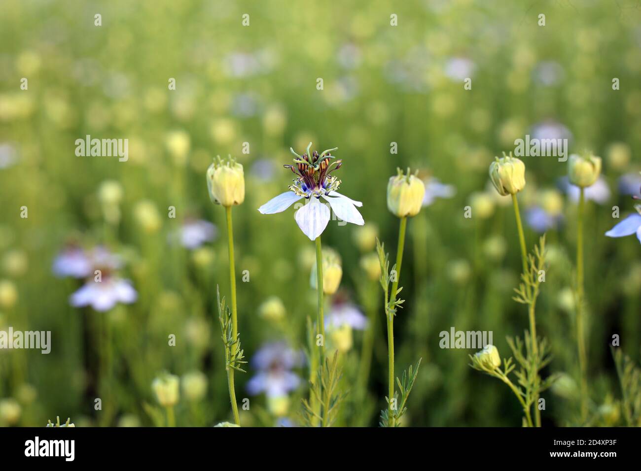 Green black cumin growing on the field with flower Stock Photo - Alamy