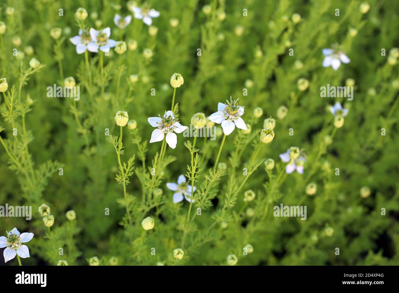 Green black cumin growing on the field with flower Stock Photo - Alamy