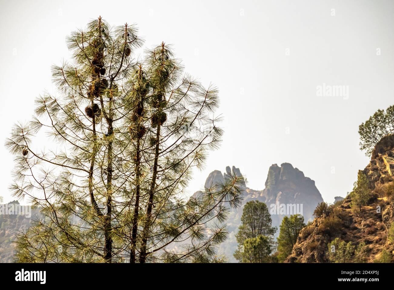 Pine tree with big cones in Pinnacle National Park, California Stock ...