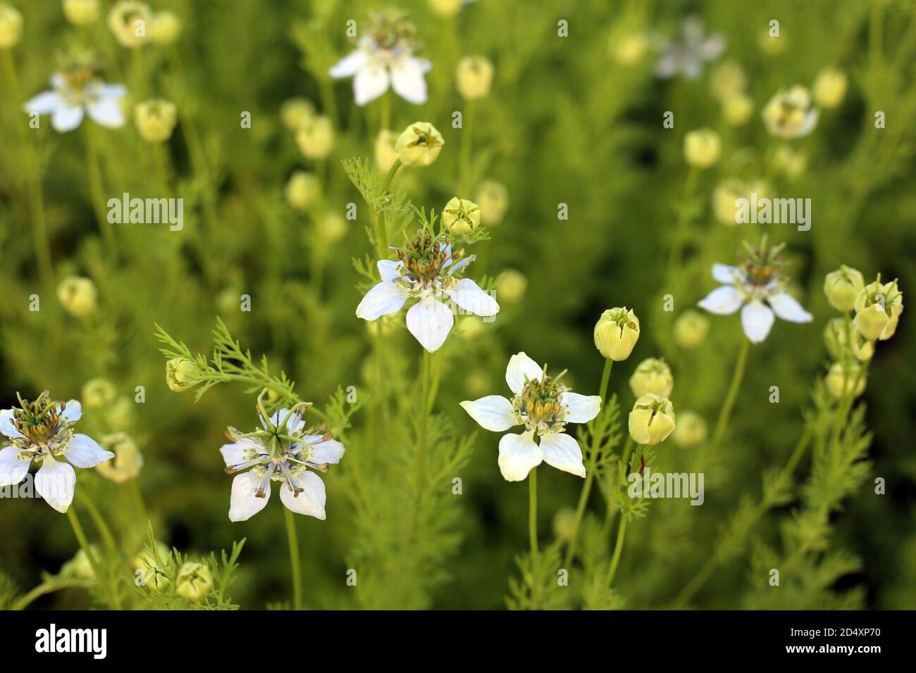 Black cumin flower hi-res stock photography and images - Alamy