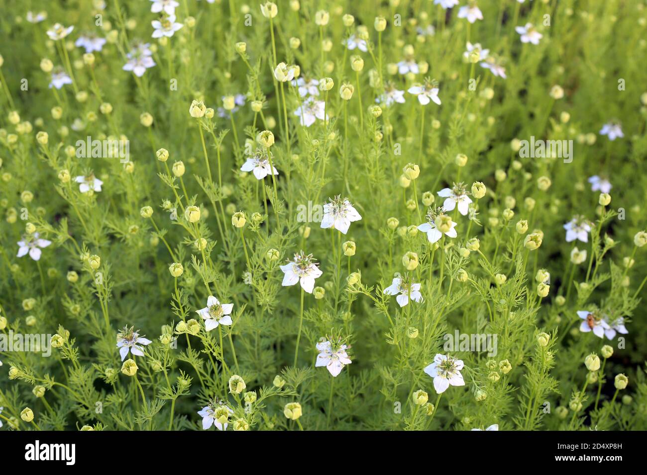 Black cumin growing hi-res stock photography and images - Alamy