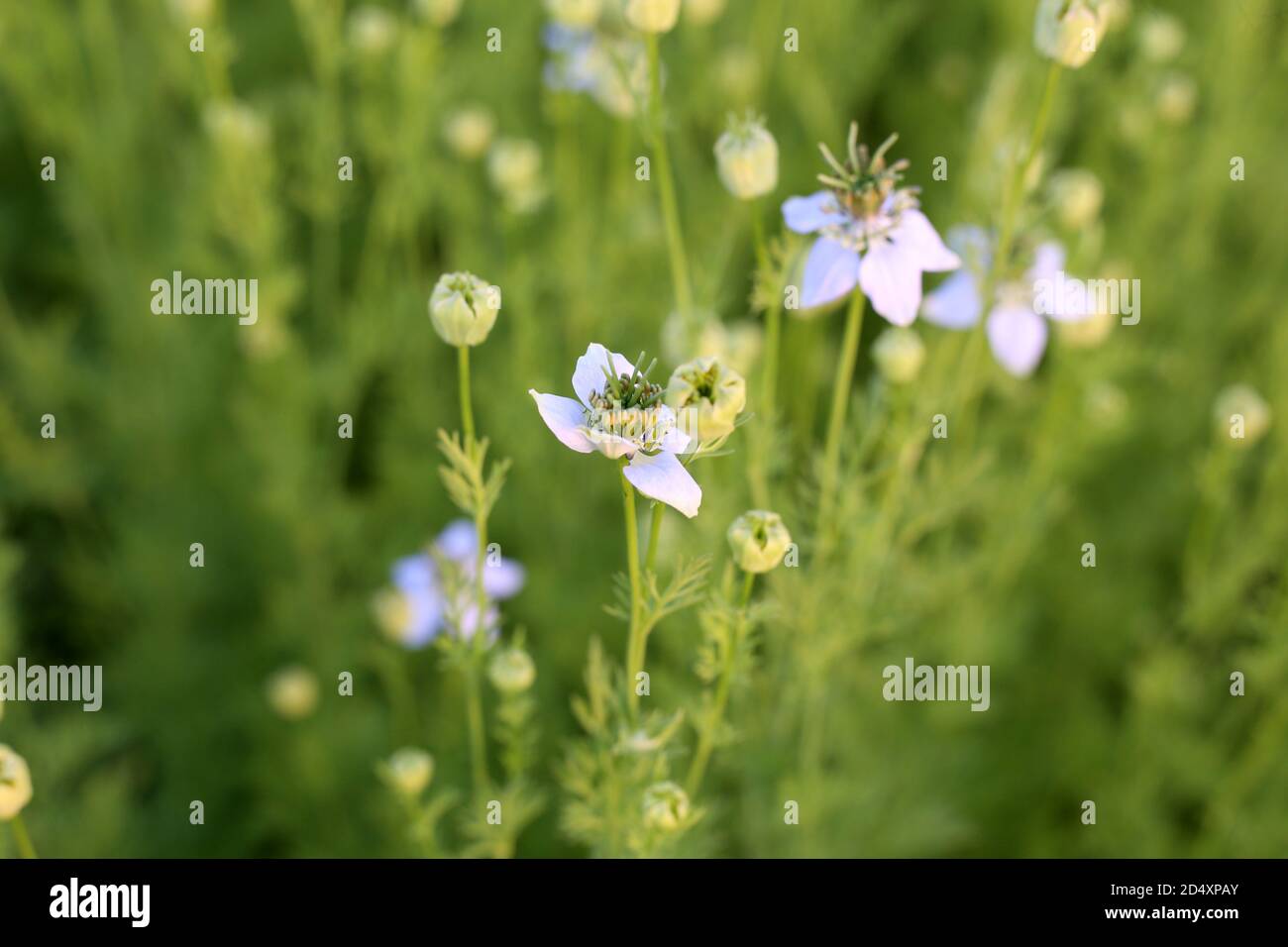 Green black cumin growing on the field with flower Stock Photo - Alamy