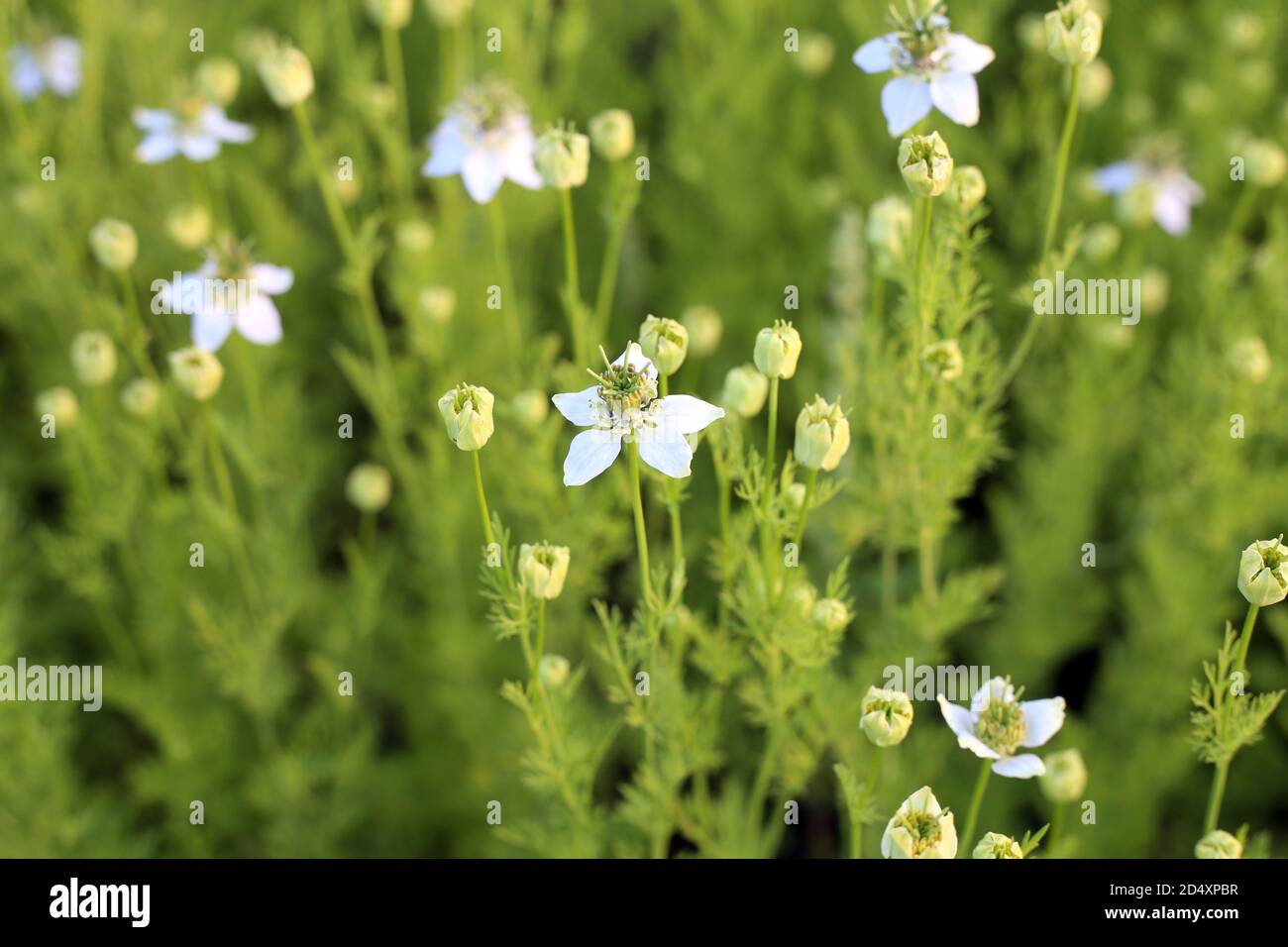 Black cumin agriculture hi-res stock photography and images - Alamy