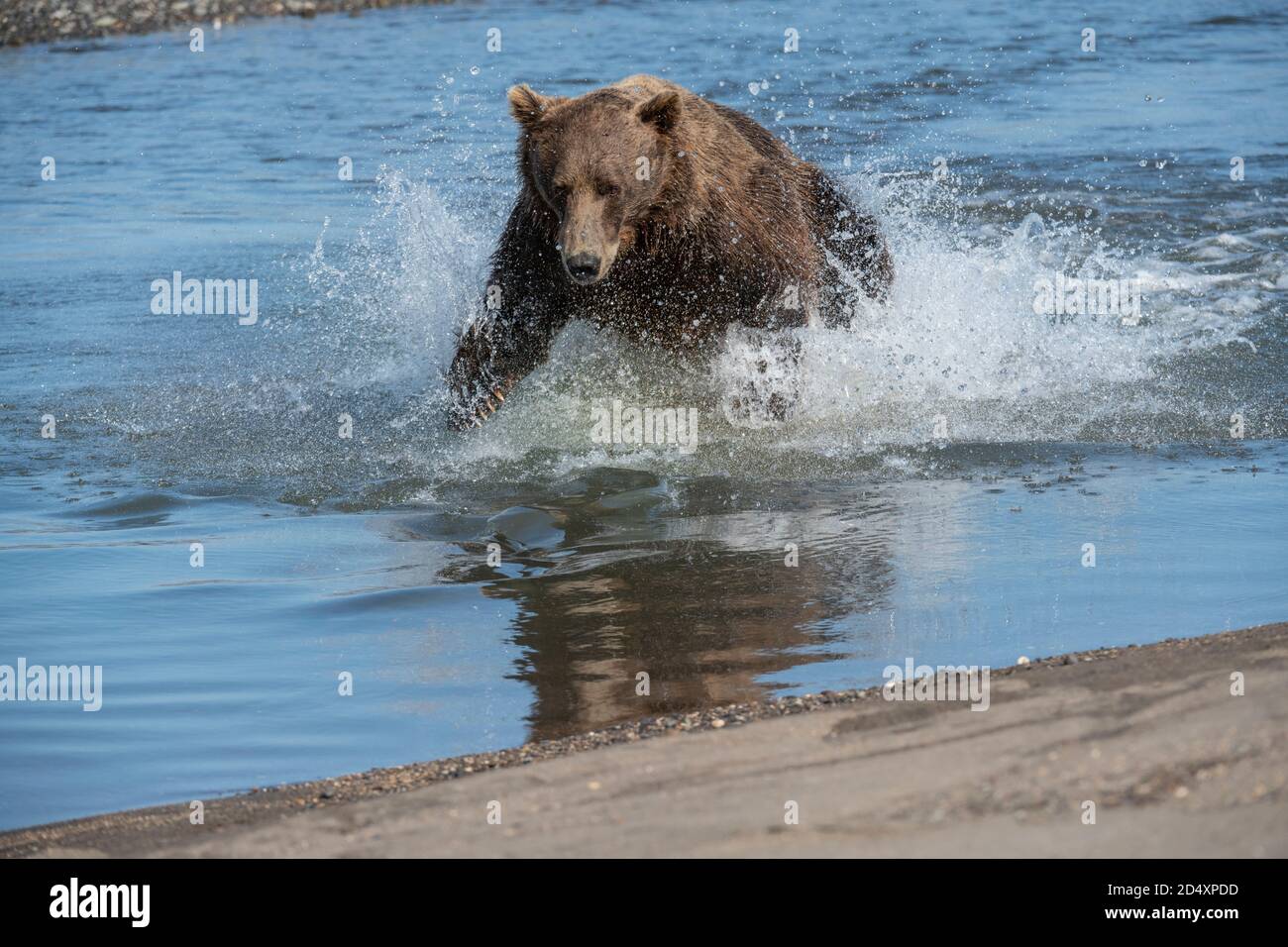 Alaska brown bear, Lake Clark National Park Stock Photo - Alamy