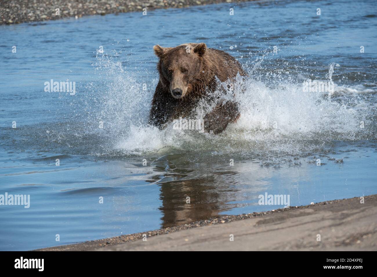 Alaska brown bear, Lake Clark National Park Stock Photo - Alamy