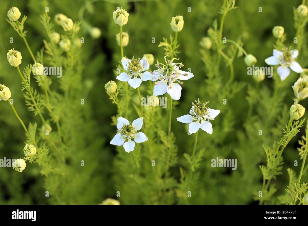 Green black cumin growing on the field with flower Stock Photo - Alamy