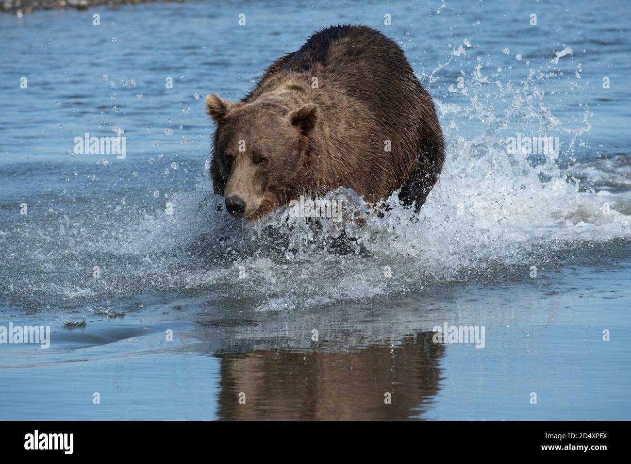 Alaska brown bear, Lake Clark National Park Stock Photo - Alamy