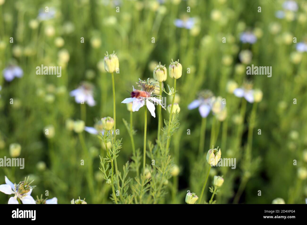 Green black cumin growing on the field with flower Stock Photo - Alamy