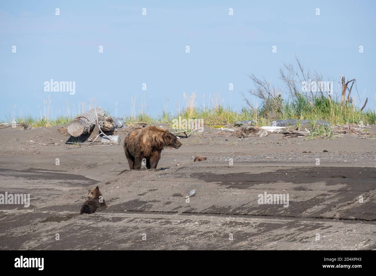 Alaska brown bear, Lake Clark National Park Stock Photo - Alamy