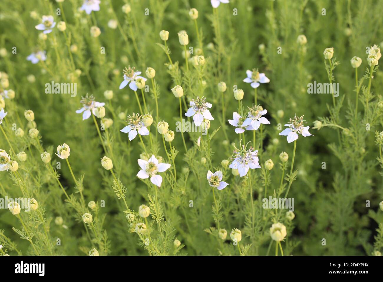 Green black cumin growing on the field with flower Stock Photo - Alamy