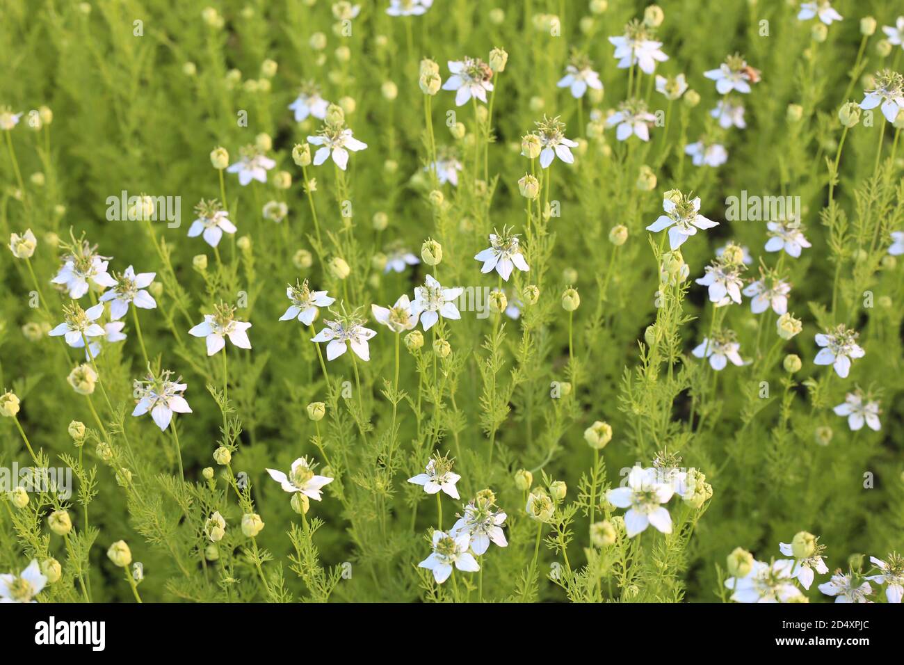 Green black cumin growing on the field with flower Stock Photo - Alamy