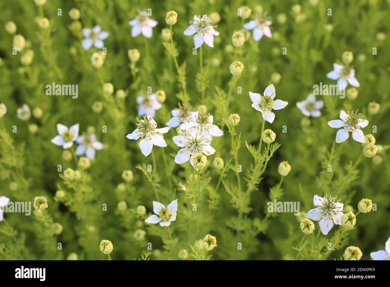 Green black cumin plant growing on the field with flower Stock Photo ...