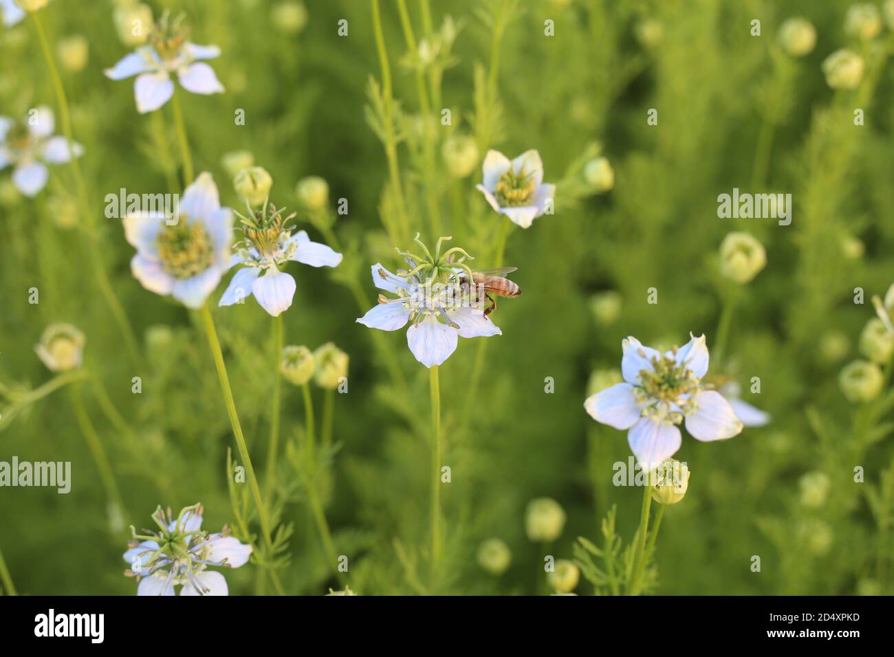 Green black cumin plant growing on the field with flower Stock Photo ...