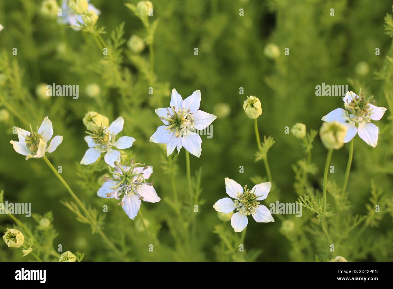 Green black cumin plant growing on the field with flower Stock Photo ...