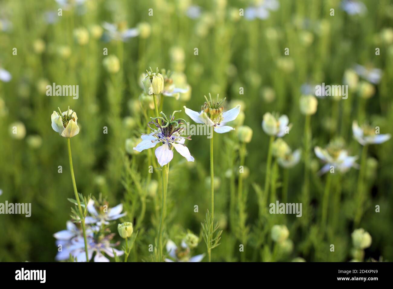 Green black cumin plant growing on the field with flower Stock Photo ...
