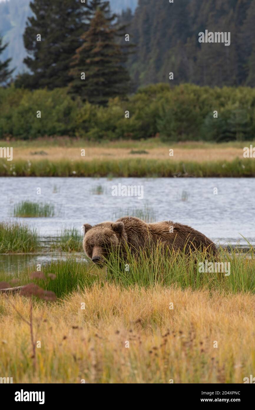 Alaska brown bear, Lake Clark National Park Stock Photo - Alamy