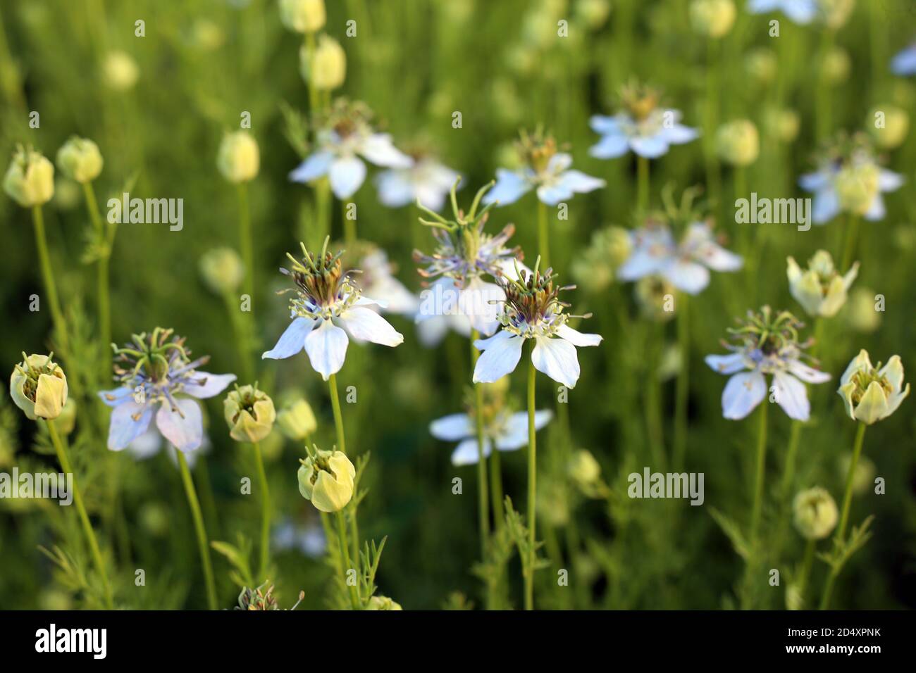 Green black cumin plant growing on the field with flower Stock Photo ...
