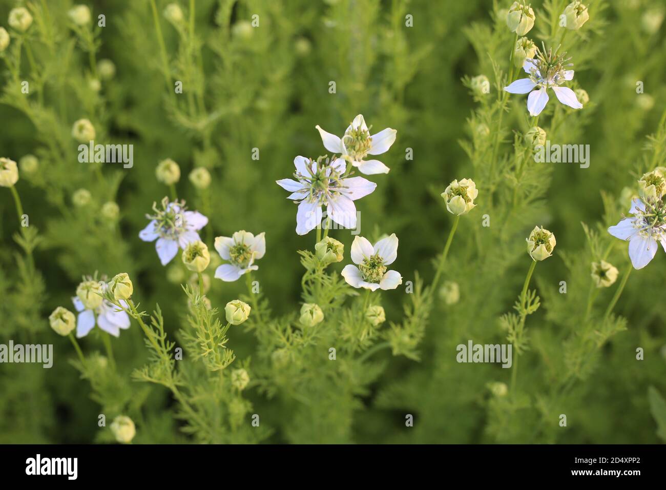 Green black cumin plant growing on the field with flower Stock Photo ...
