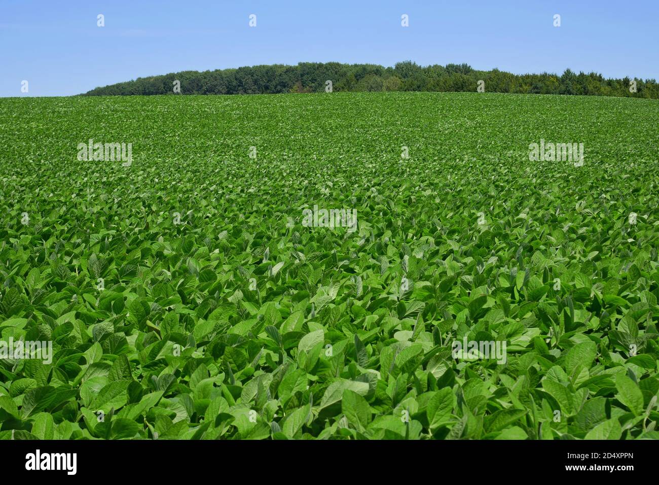 Soybean field in background hi-res stock photography and images - Alamy