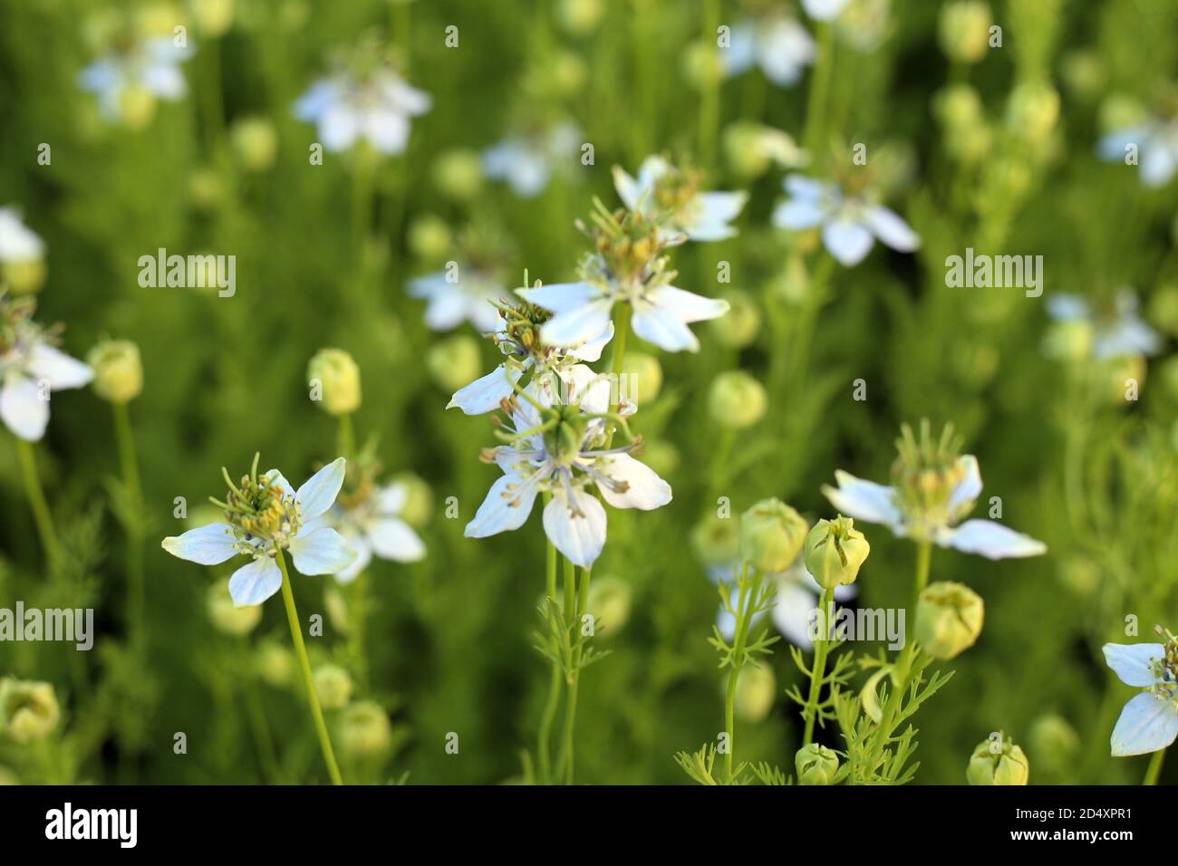 Green black cumin plant growing on the field with flower Stock Photo ...