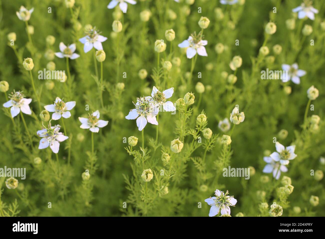 Cumin plant hi-res stock photography and images - Alamy