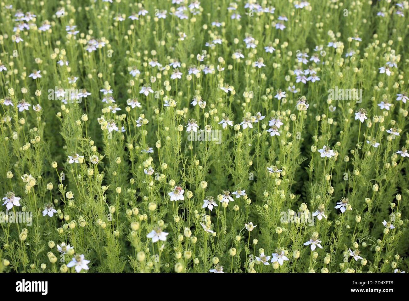 Green black cumin plant growing on the field with flower Stock Photo ...