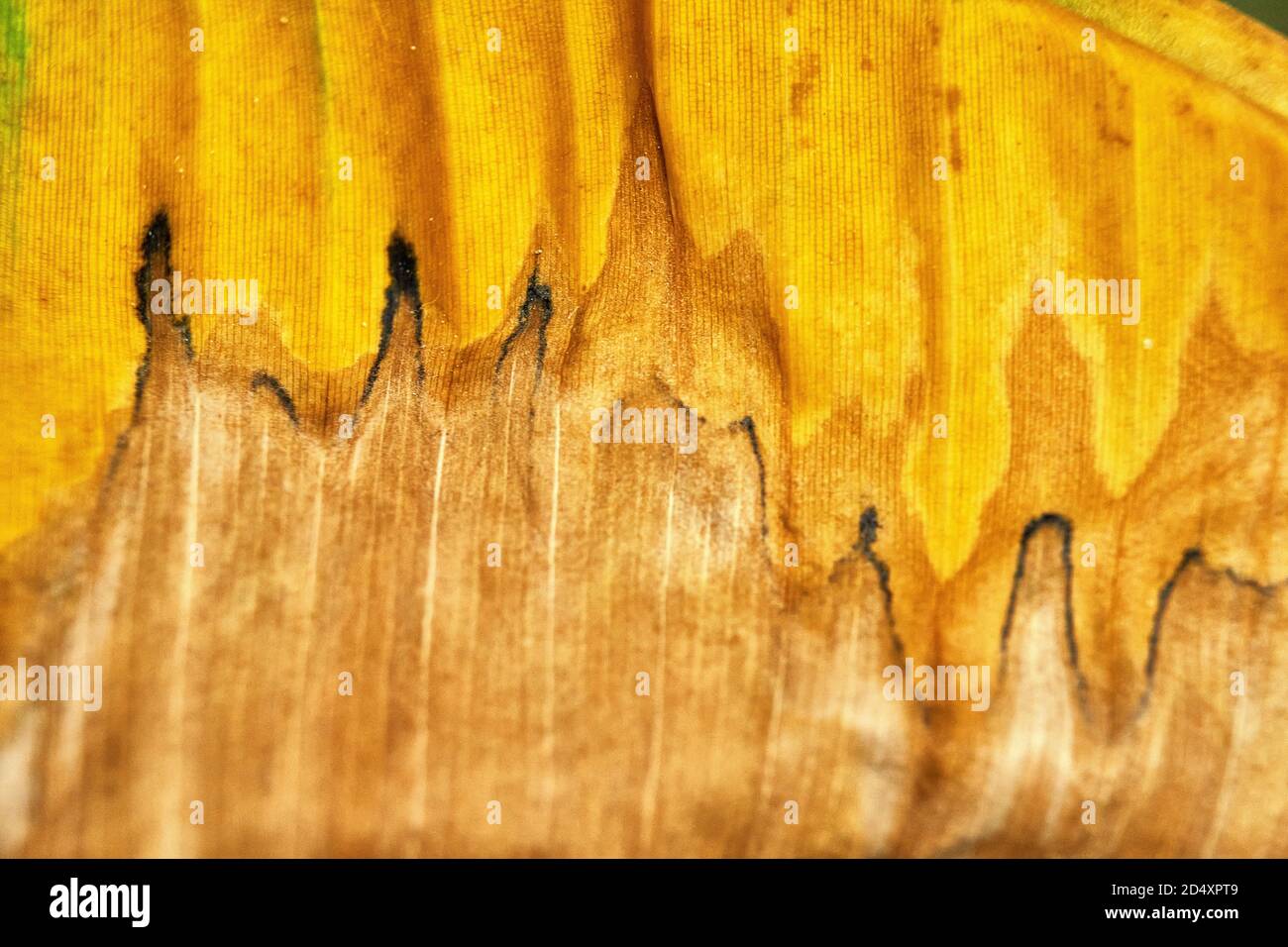 dying banana leaf in green and yellow colors Stock Photo - Alamy