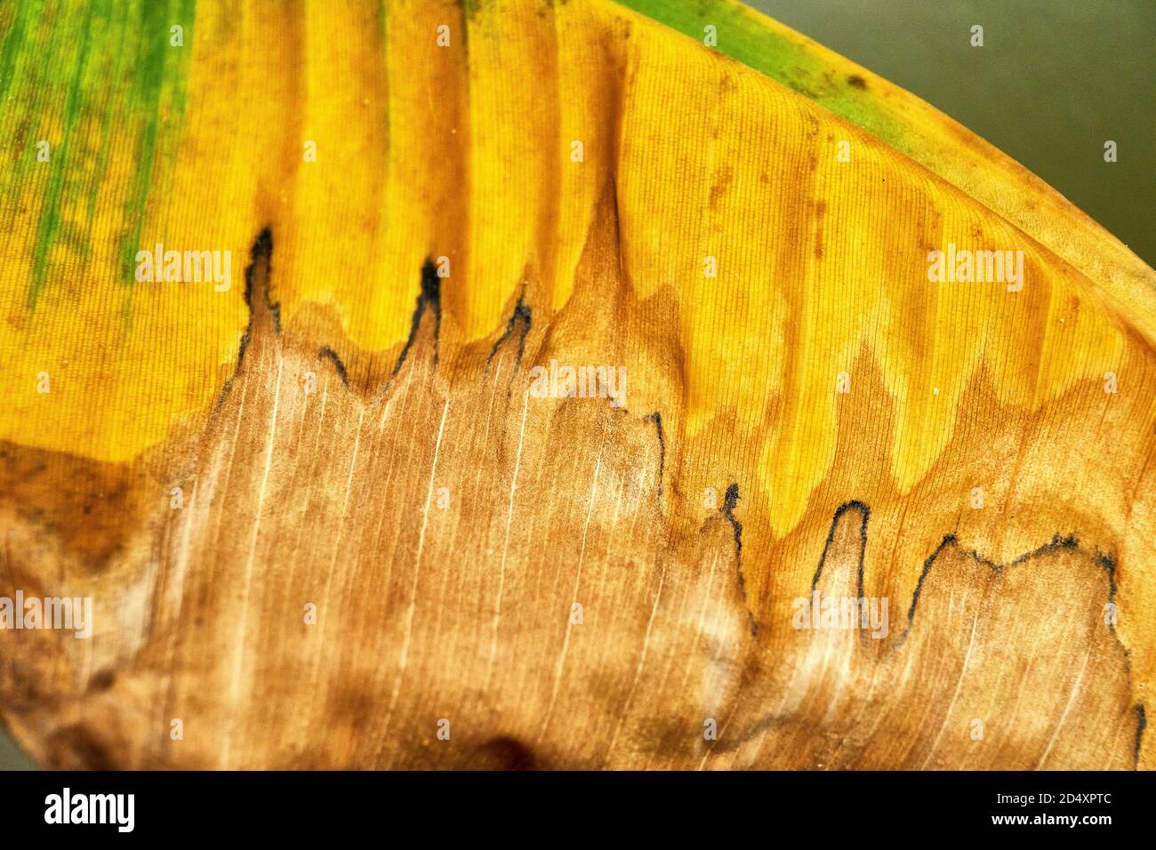 dying banana leaf in green and yellow colors Stock Photo - Alamy