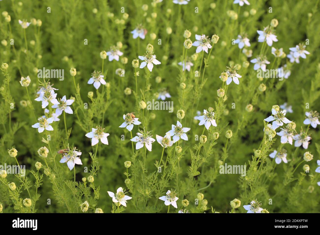 Green black cumin plant growing on the field with flower Stock Photo ...
