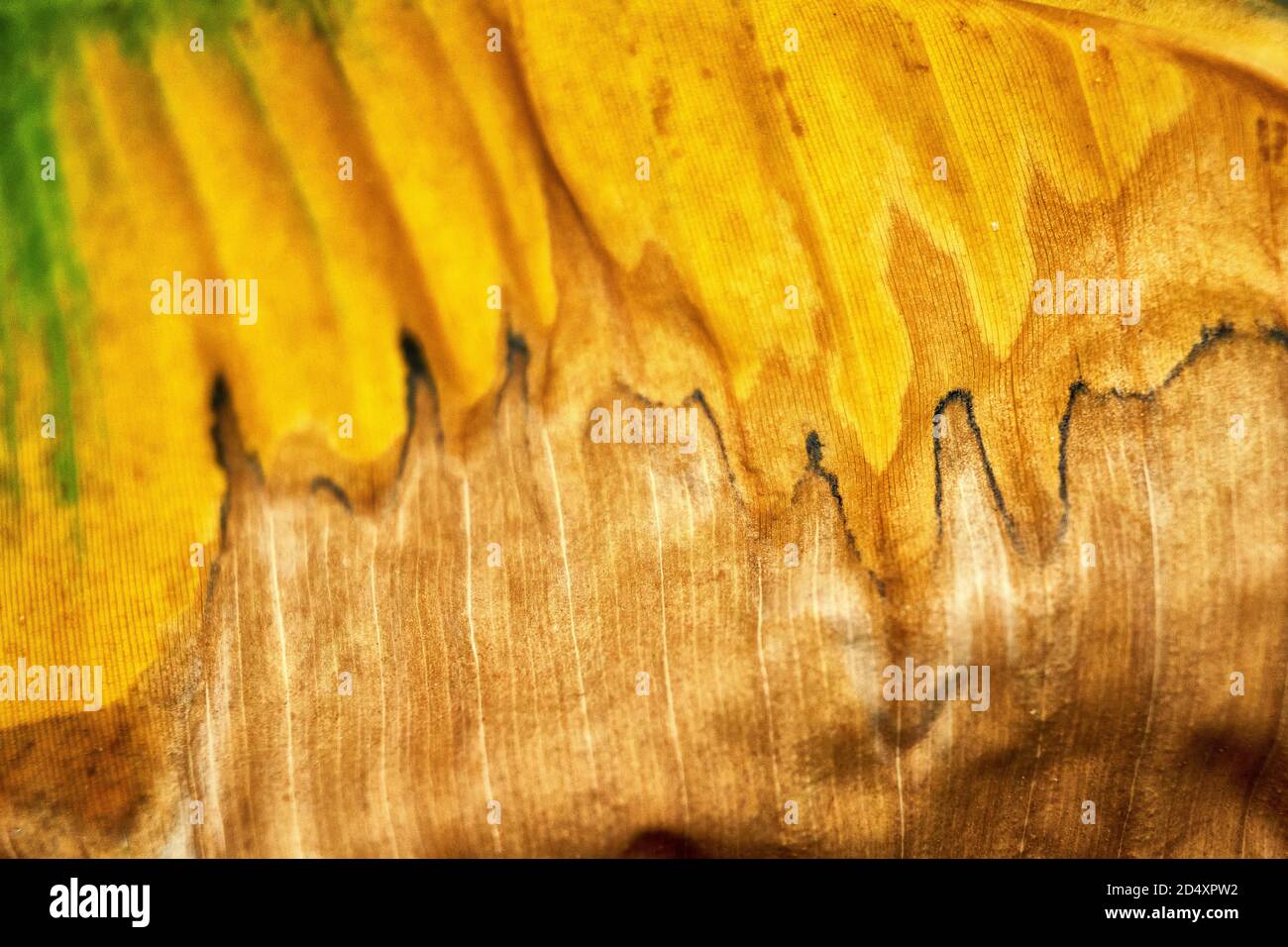 dying banana leaf in green and yellow colors Stock Photo - Alamy
