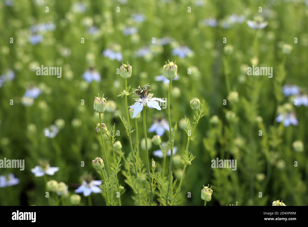 Green black cumin plant growing on the field with flower Stock Photo ...