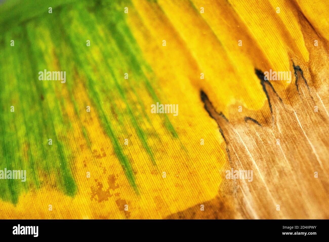 dying banana leaf in green and yellow colors Stock Photo - Alamy