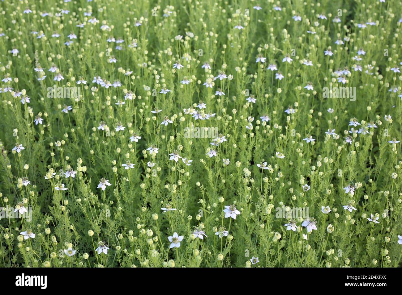 Green black cumin plant growing on the field with flower Stock Photo ...