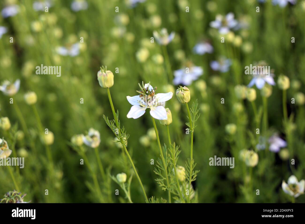 Green black cumin growing on the field with flower Stock Photo - Alamy