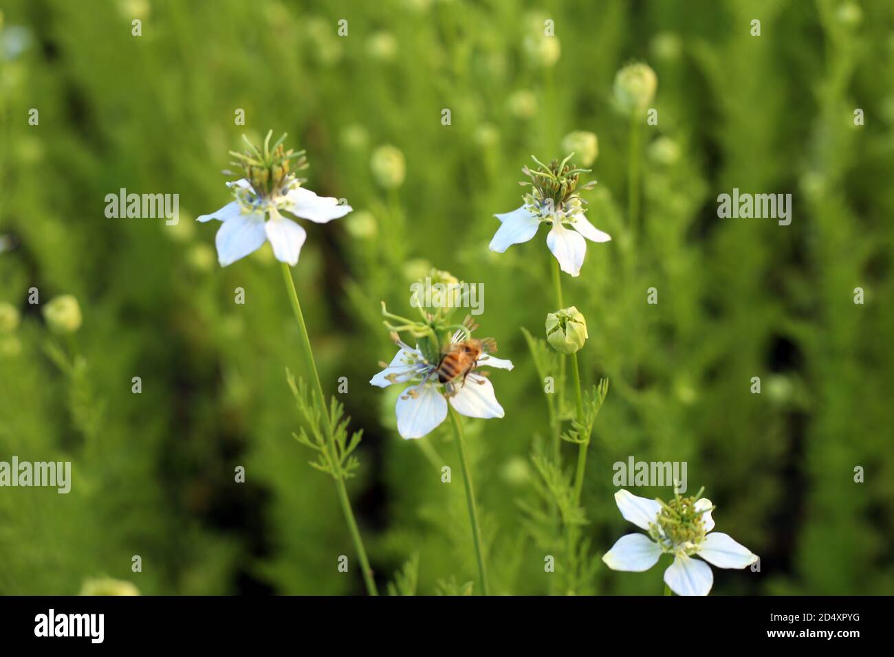 Green black cumin growing on the field with flower Stock Photo - Alamy