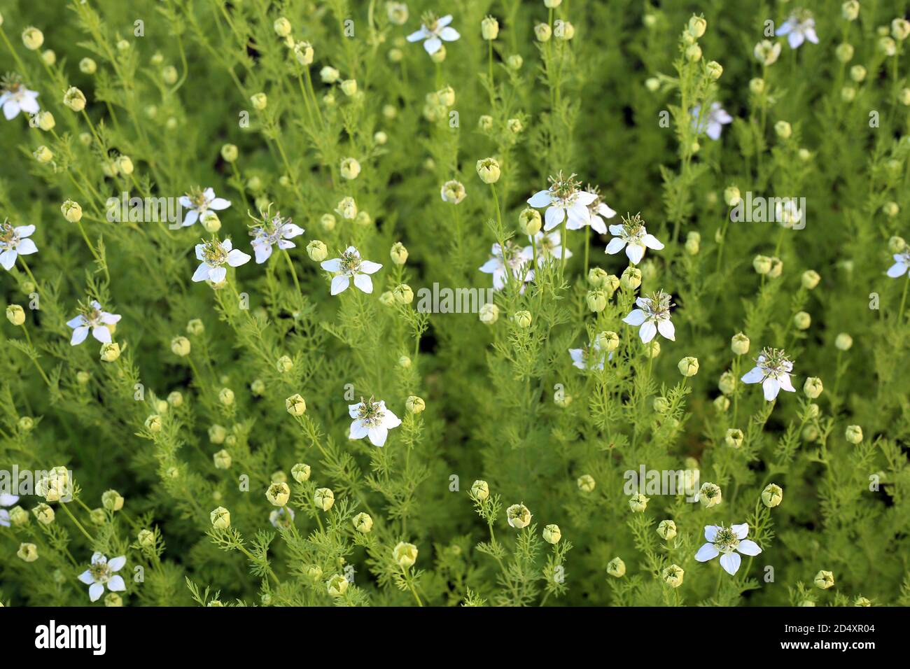 Green black cumin growing on the field with flower Stock Photo - Alamy
