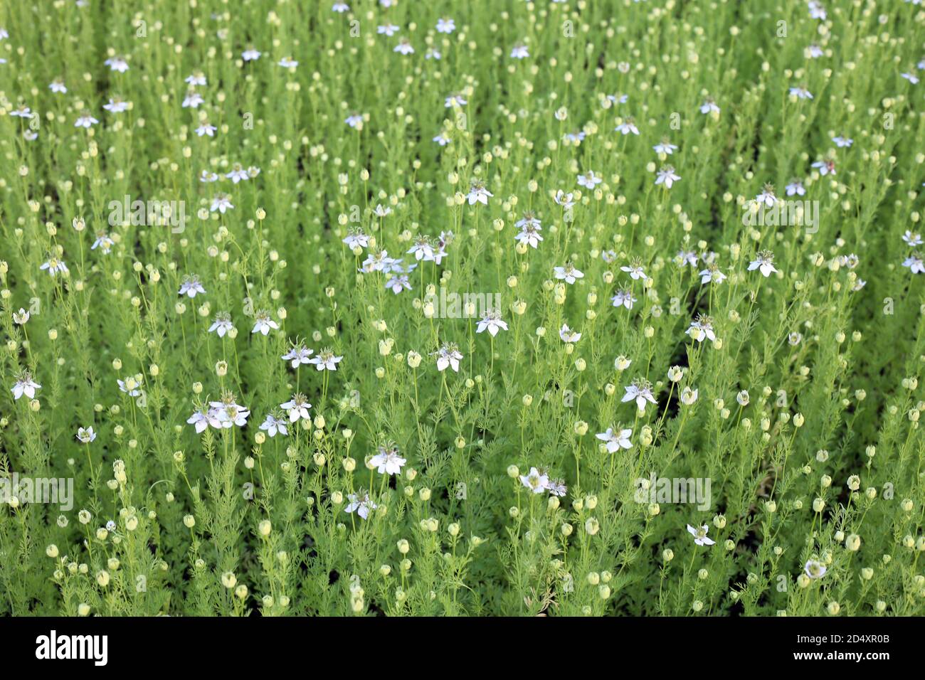 Green black cumin growing on the field with flower Stock Photo - Alamy