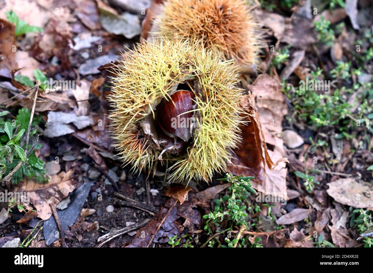Chestnut on the ground in a forest Stock Photo - Alamy