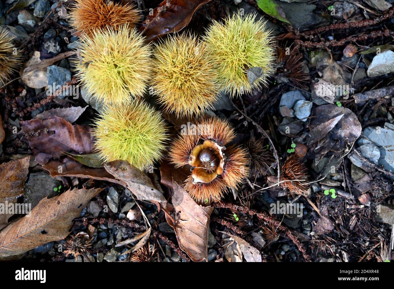 Fruit falling from tree hi-res stock photography and images - Alamy